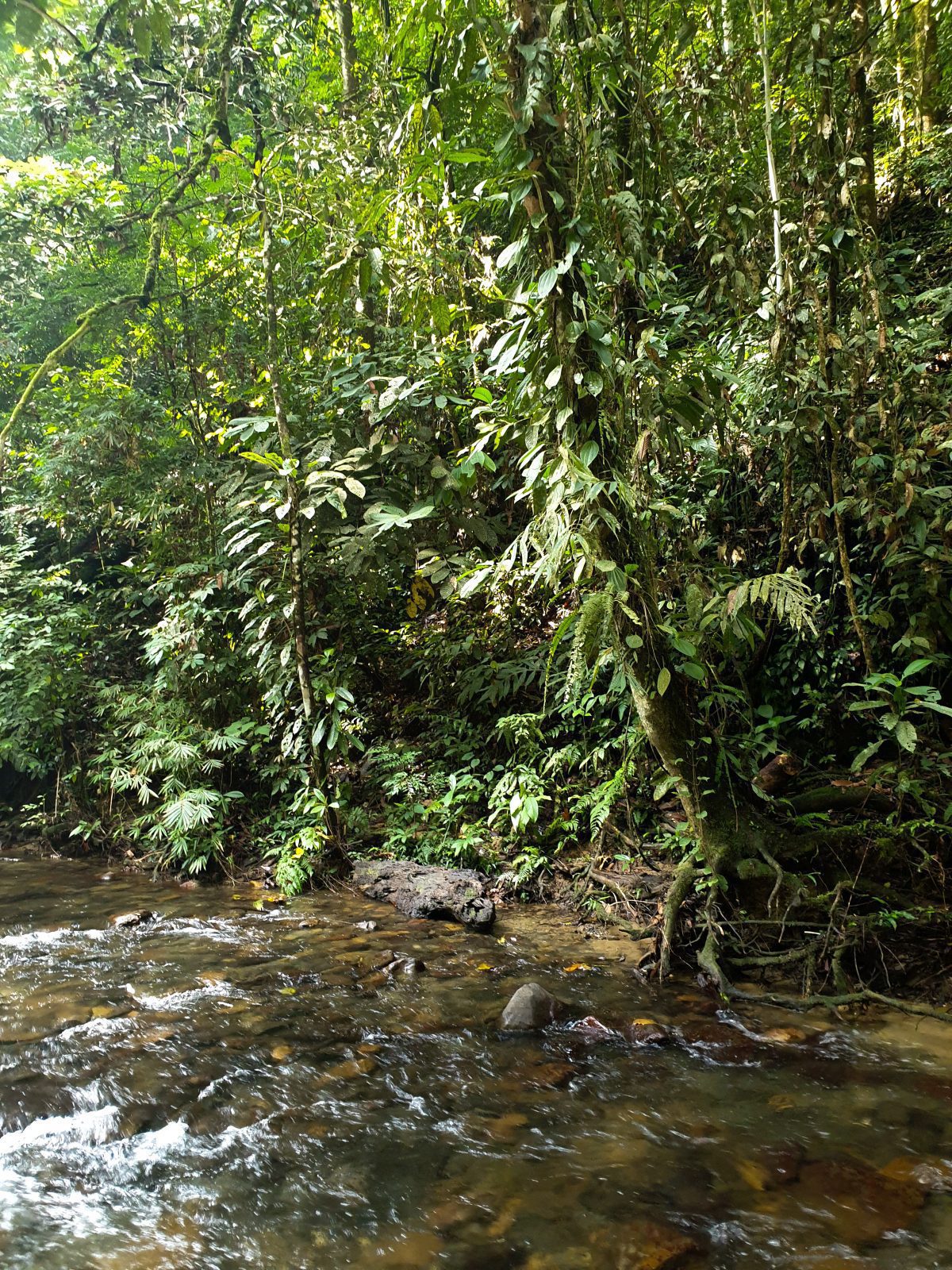 Indonesia, Sumatra: Gunung Leuser National Park - 9 Day Jungle Trek ...