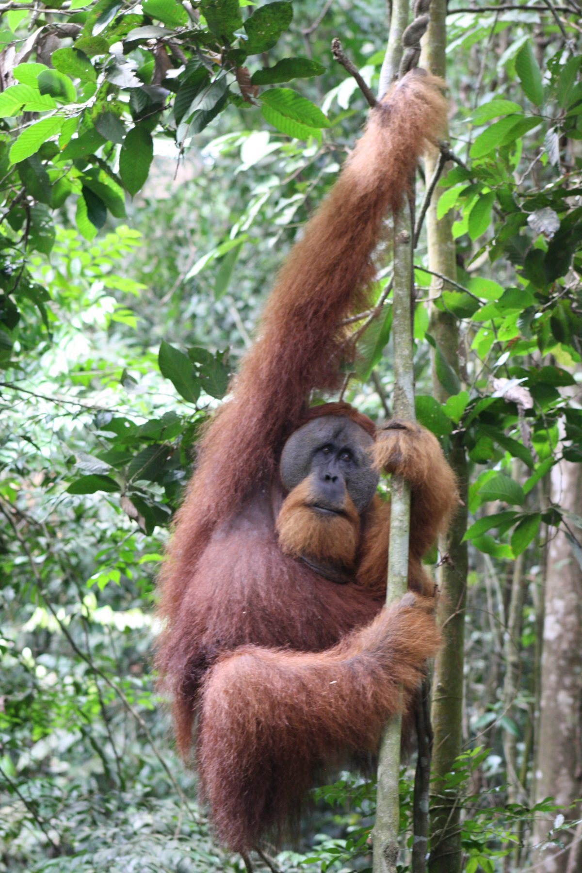 Indonesia, Sumatra: Gunung Leuser National Park - 9 Day Jungle Trek ...