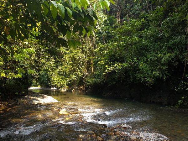 Bukit Lawang, Medan - the town on the edge of the jungle! - Passport Nomads