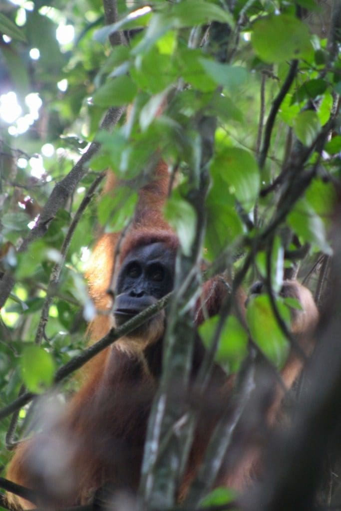 Indonesia, Sumatra: Gunung Leuser National Park - 9 Day Jungle Trek ...