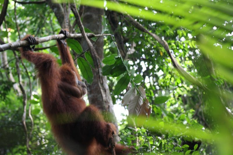 Indonesia, Sumatra: Gunung Leuser National Park - 9 Day Jungle Trek ...