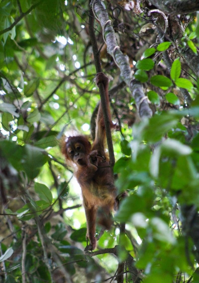 Indonesia, Sumatra: Gunung Leuser National Park - 9 Day Jungle Trek ...