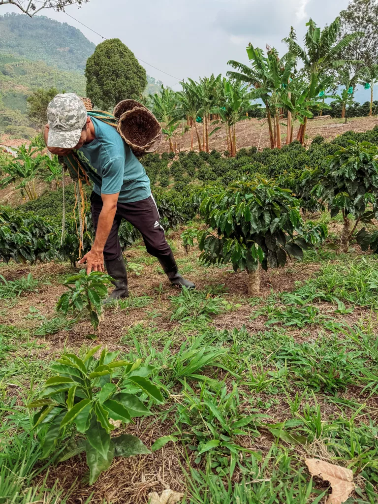 Coffee Farms in Colombia - best coffee tour at Finca Mariposa ...