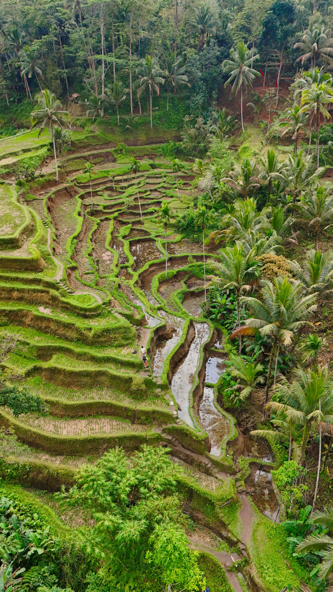 What to do in Ubud - Passport Nomads